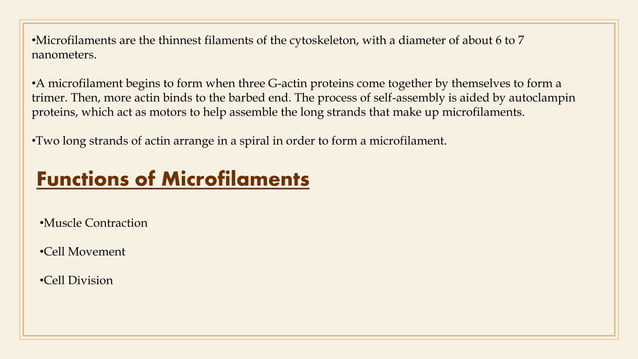 Cytoskeleton structure. Microfilaments, microtubules and intermediate ...