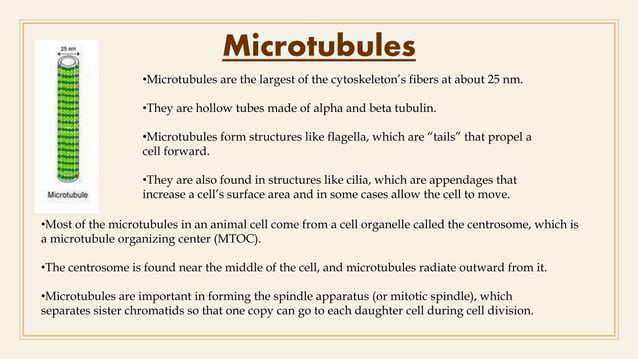 Cytoskeleton structure. Microfilaments, microtubules and intermediate filaments. | PPTX ...
