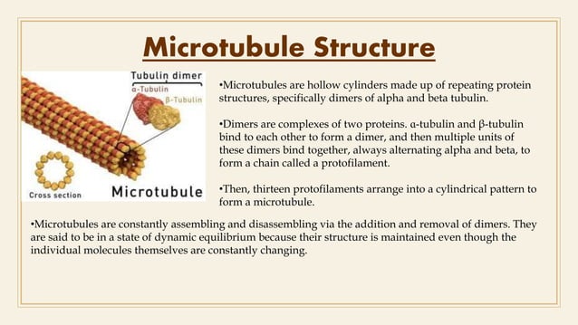 Cytoskeleton structure. Microfilaments, microtubules and intermediate filaments. | PPTX ...