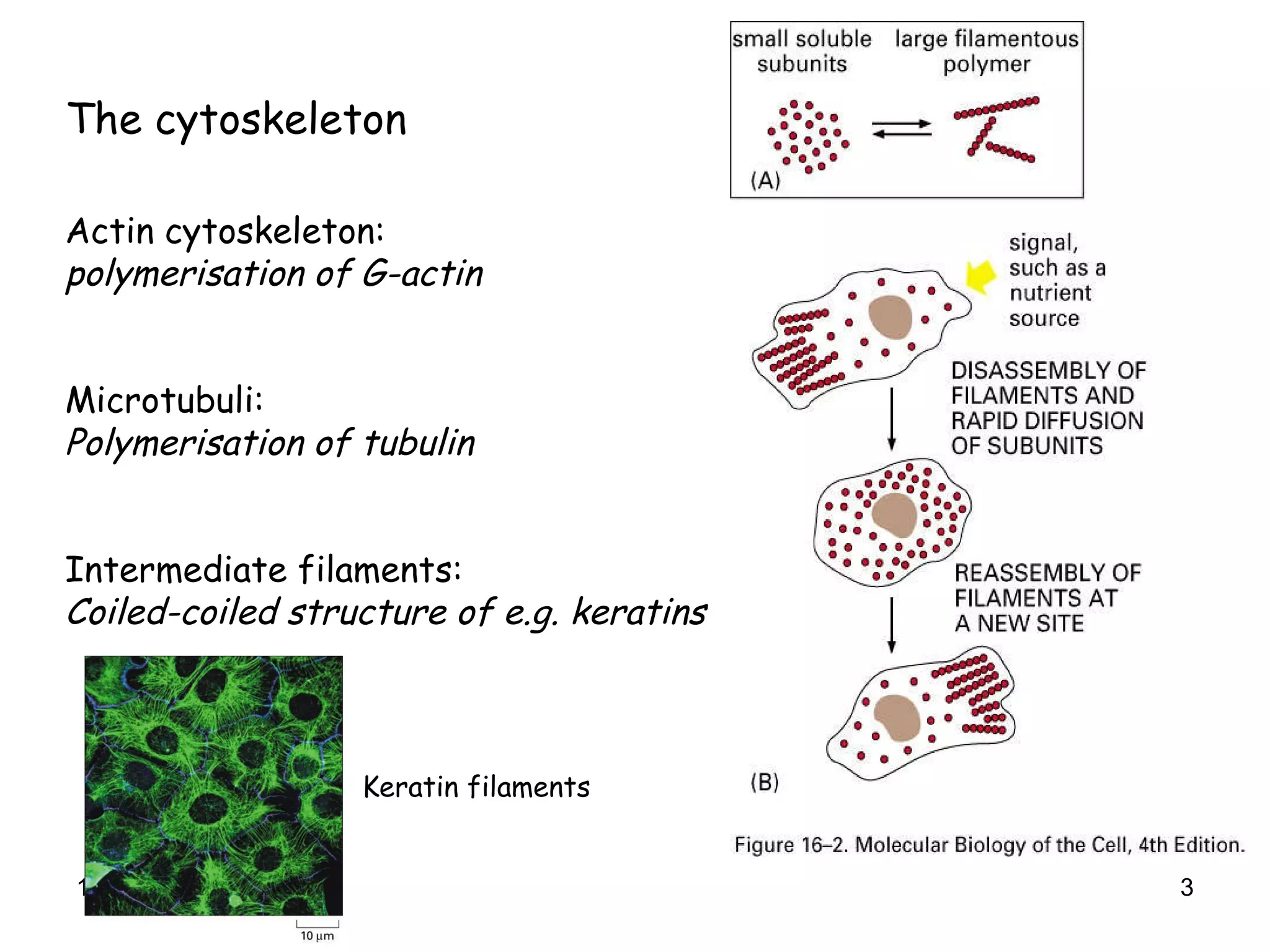 Cytoskelet Plus Matrix Deel 1 | PPT