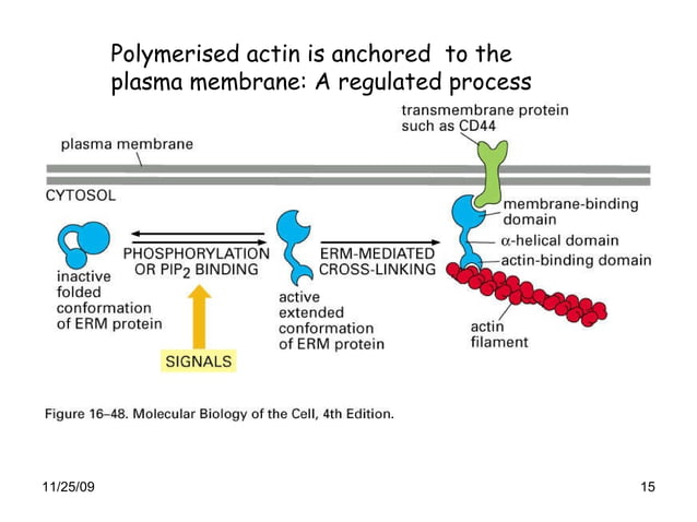 Cytoskelet Plus Matrix Deel 1 | PPT | Biological Sciences | Science