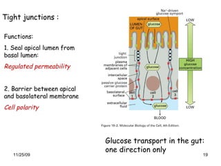 Cytoskelet Plus Matrix Deel 1 | PPT