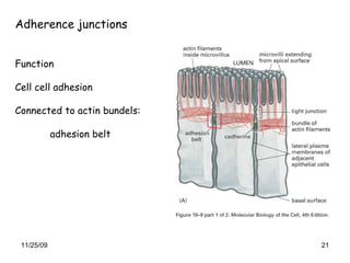 Cytoskelet Plus Matrix Deel 1 | PPT