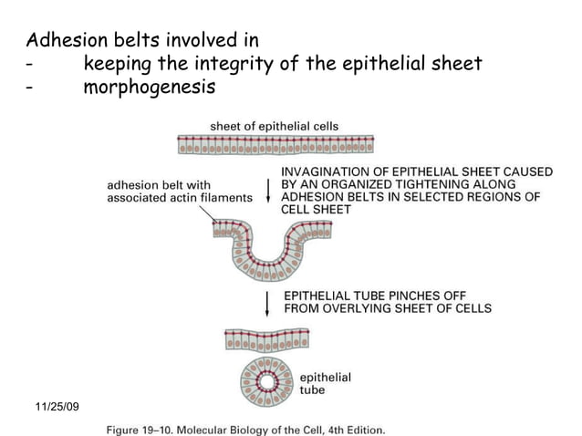 Cytoskelet Plus Matrix Deel 1 | PPT | Biological Sciences | Science