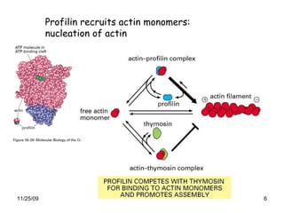 Cytoskelet Plus Matrix Deel 1 | PPT