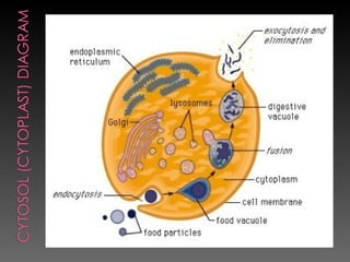 Cytosol (cytoplasm) | PPT
