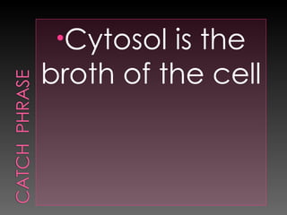 Cytosol (cytoplasm) | PPT