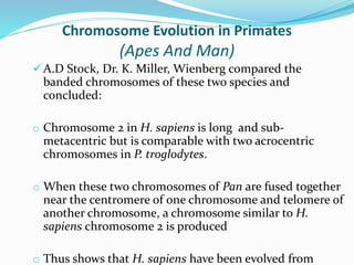 Cytotaxonomy by Ishtiyaq sir.pptx