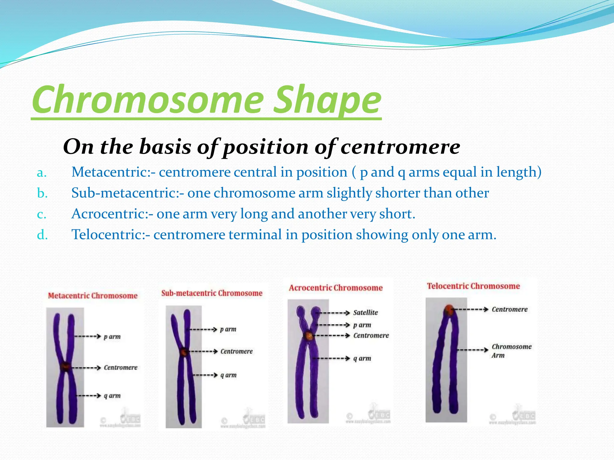 Cytotaxonomy(Its History,Background, Chromosome Evolution in Primates.pptx