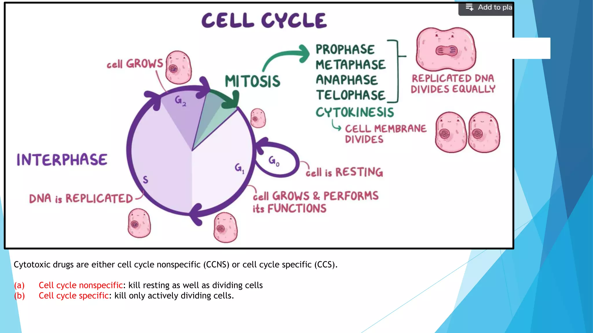 CYTOTOXIC DRUGS - Dr Apurva.pptx