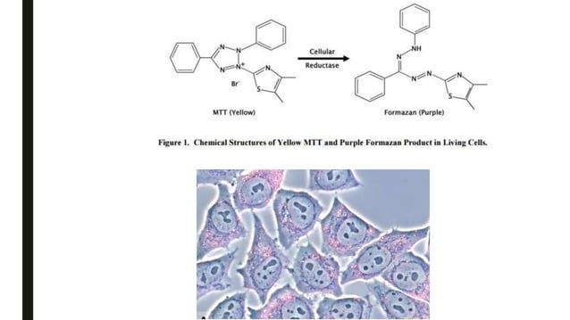 Cytotoxicity | PPTX | Biological Sciences | Science