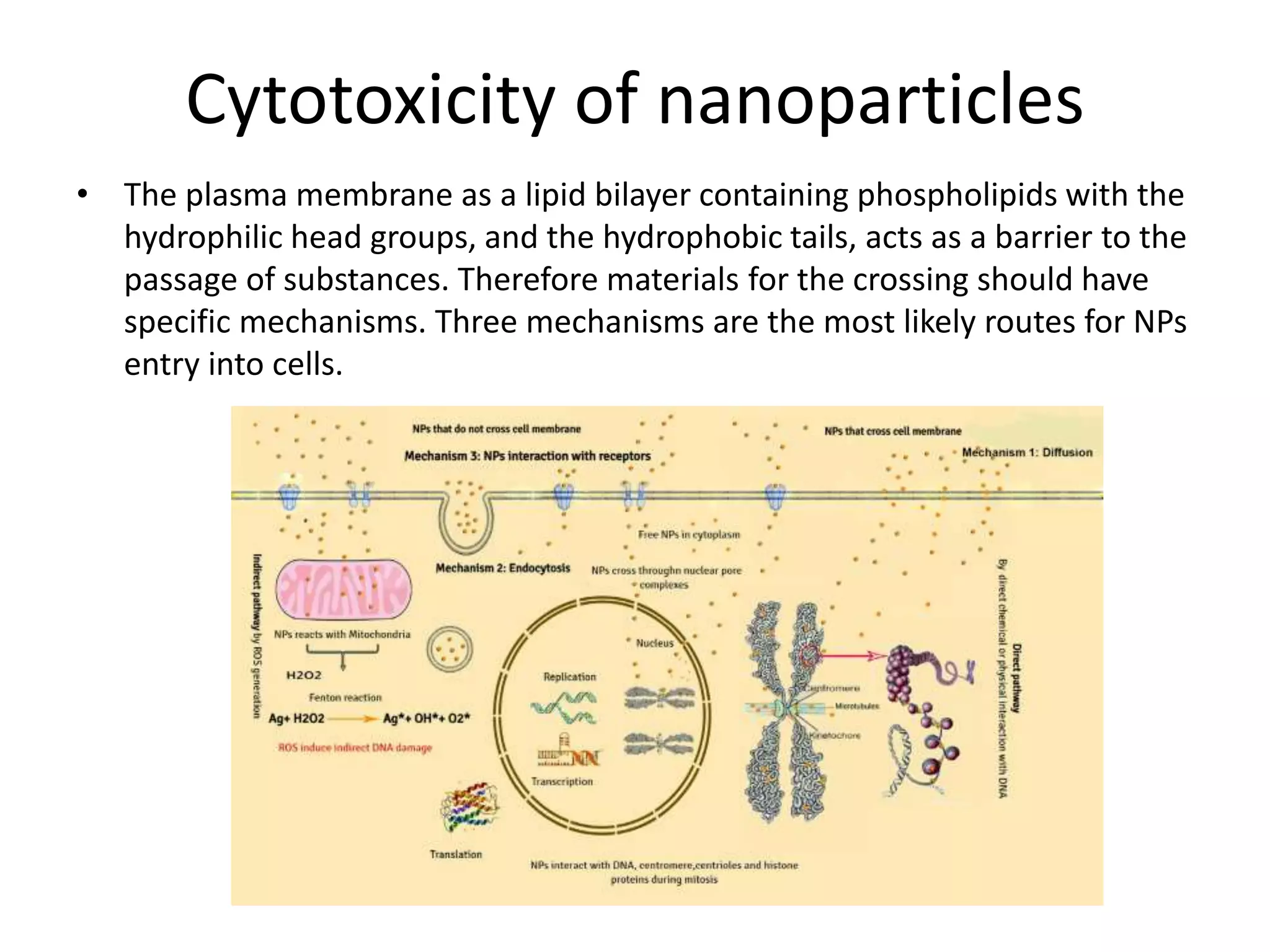 Cytotoxicity and genotoxicity of nanoparticles | PPTX