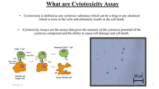 Cytotoxicity Study.pptx