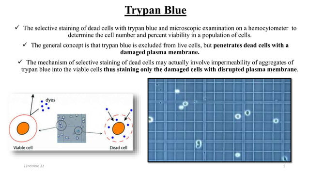 Cytotoxicity Study.pptx | Chemistry | Science