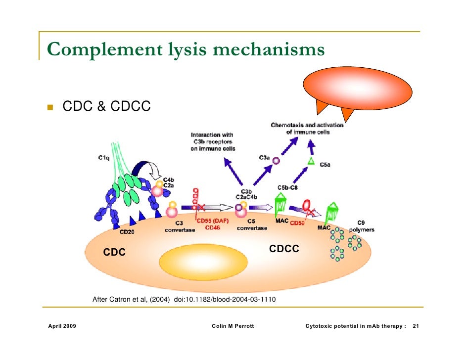Cytotoxic Potential In M Ab Therapy