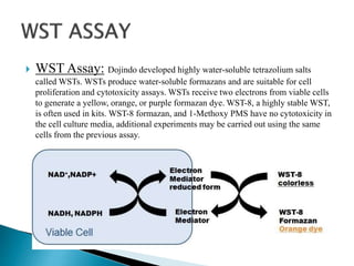 Cytotoxicty study | PPTX