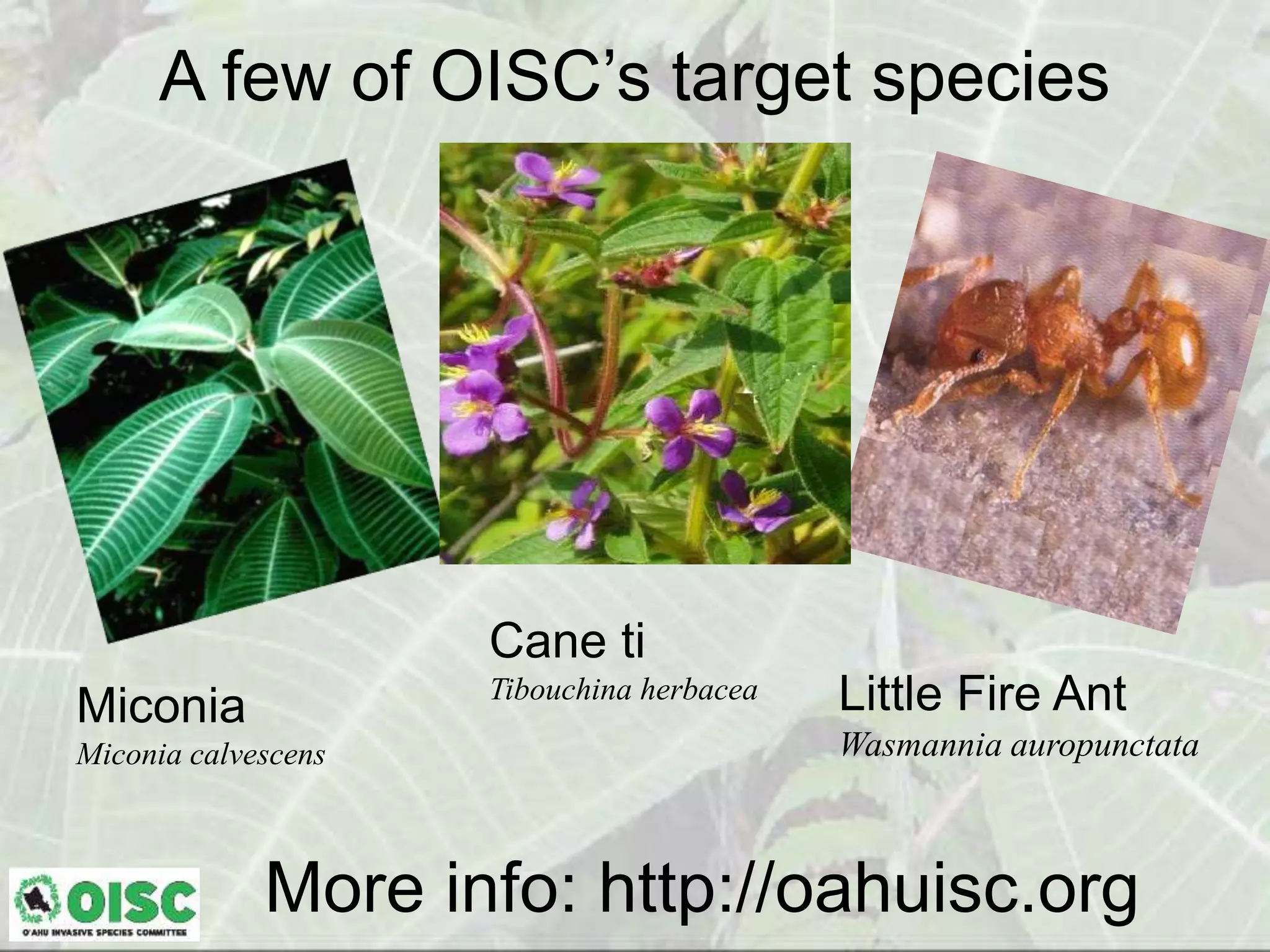 GIS at the Oahu invasive Species Committee | PPTX