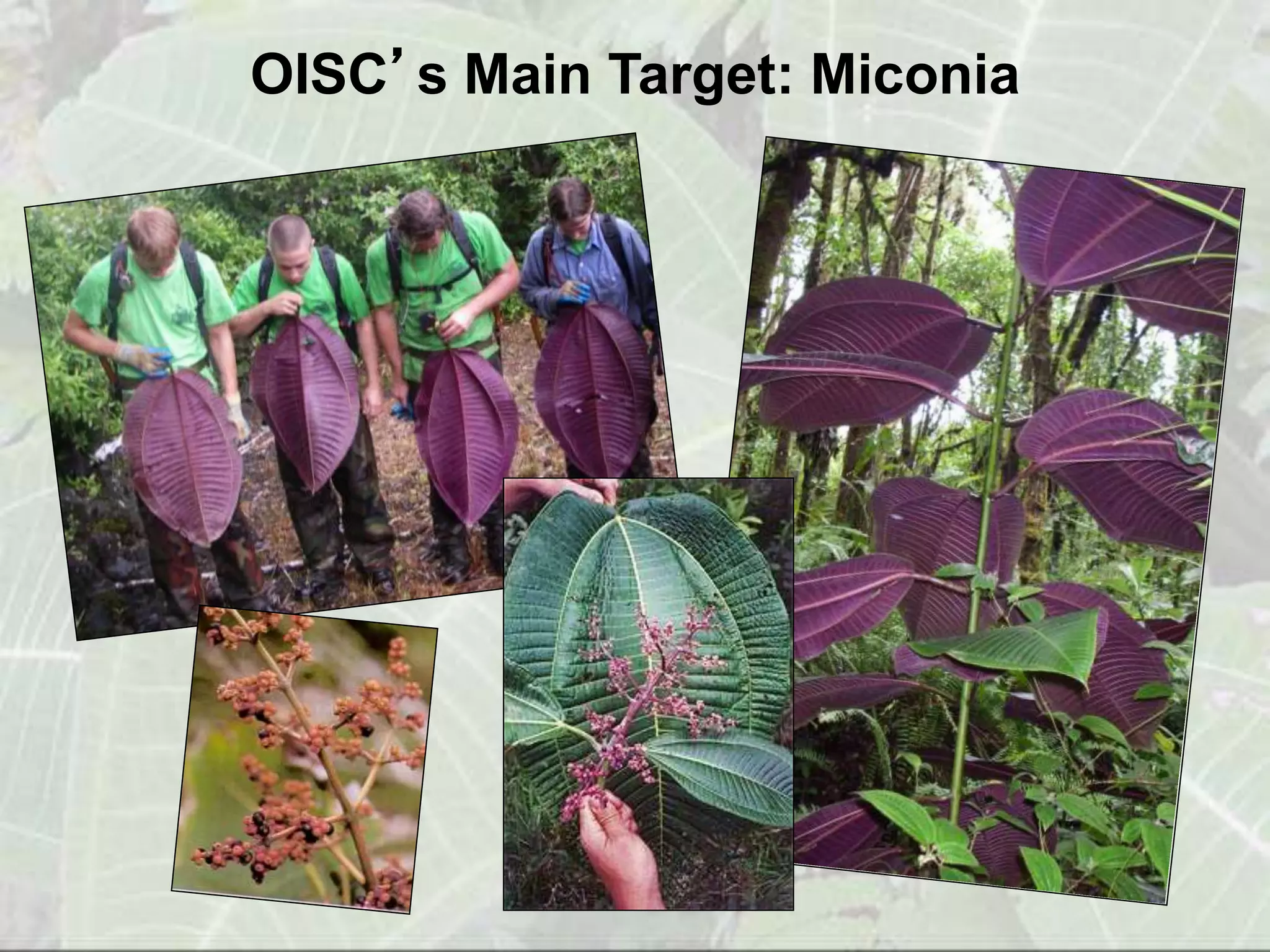 Gis At The Oahu Invasive Species Committee Ppt
