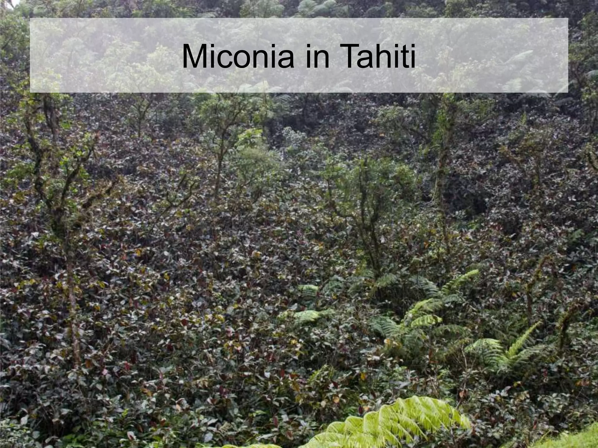 GIS at the Oahu invasive Species Committee | PPTX