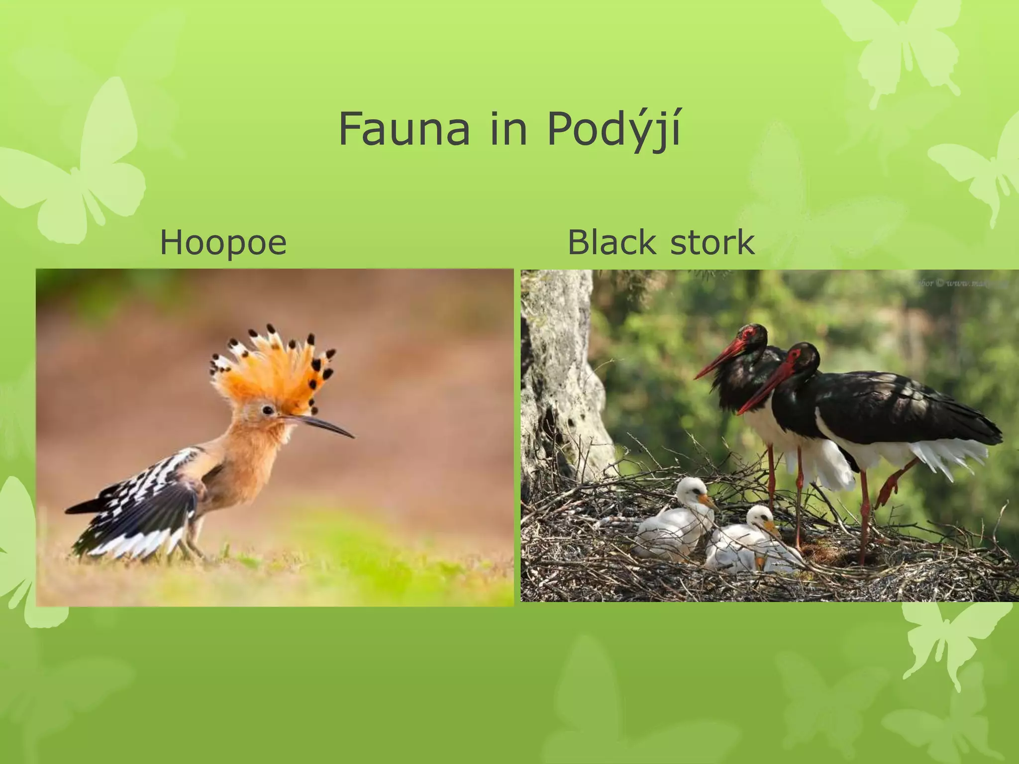 National parks in Czech republic | PPTX