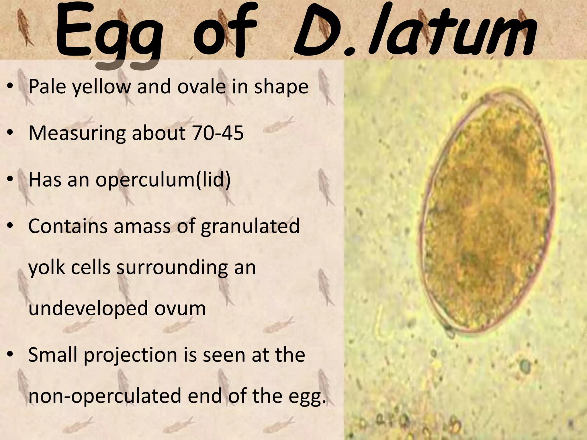Diphyllobothrium latum | PPTX