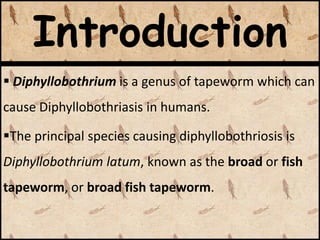 Diphyllobothrium latum | PPTX