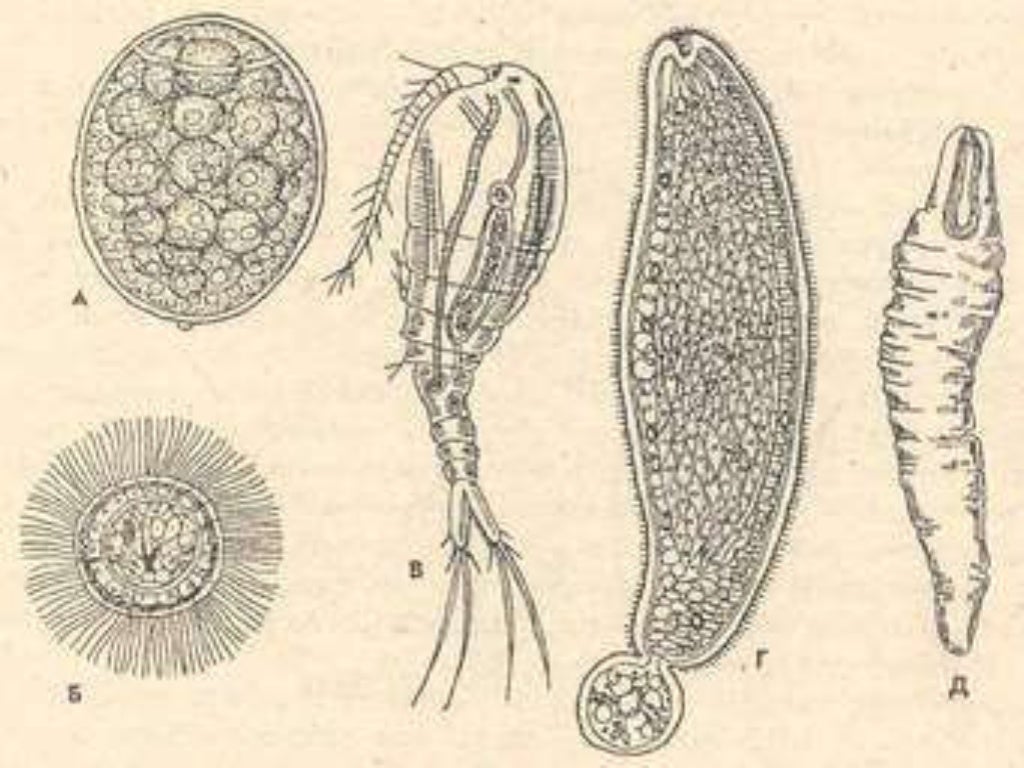 Diphyllobothrium latum
