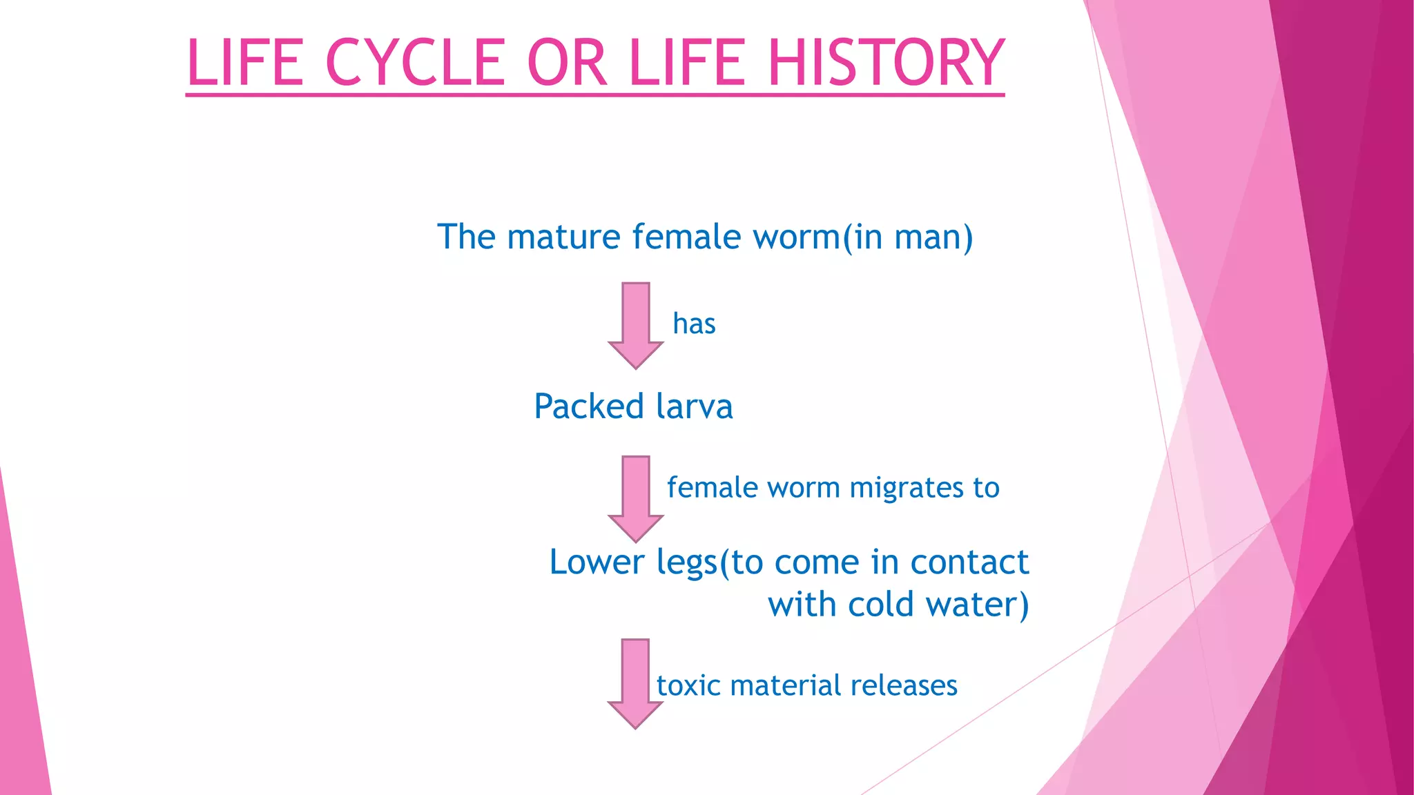 Life cycle of Dracunculus medinensis | PPTX