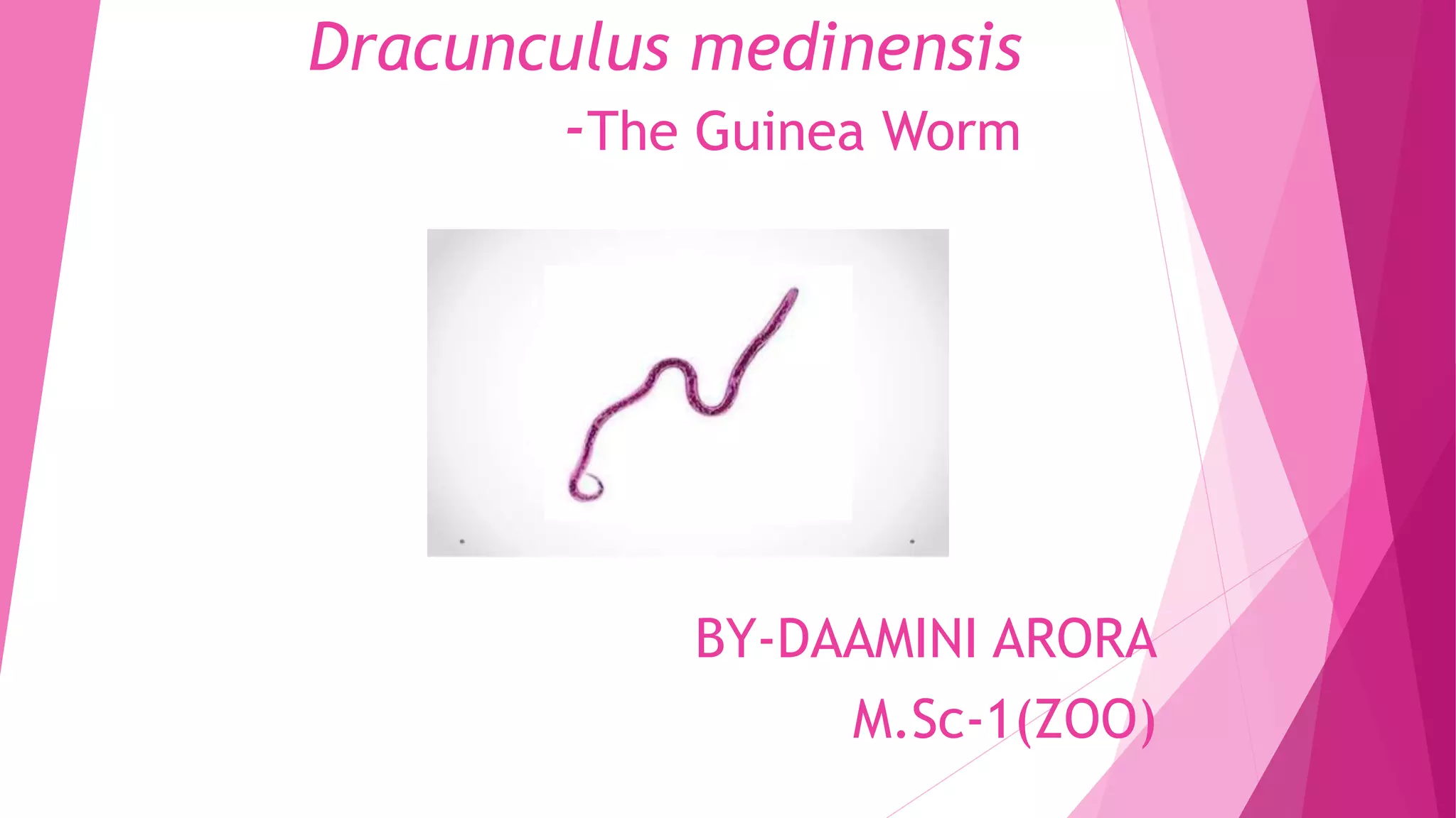 Guinea Worm Infection Guide: Symptoms, Life Cycle and Prevention | PPT