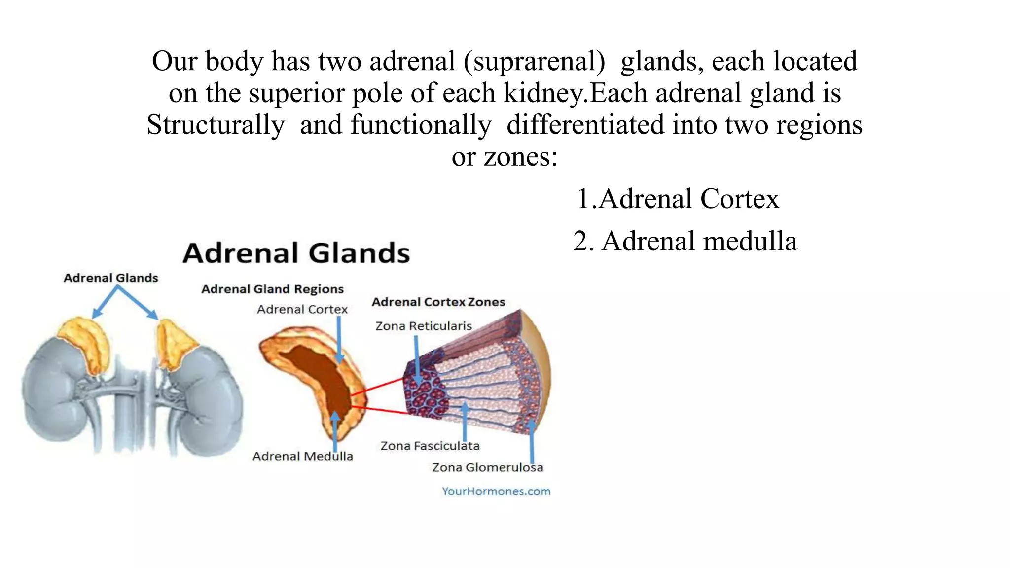 adrenal cortex | PPTX