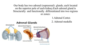 adrenal cortex | PPTX
