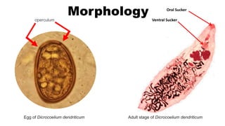 D. dendriticum | PPTX