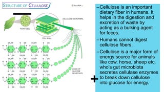 BIOMOLECULES-CARBOHYDRATE_the most abundant biomoleculepptx | PPT