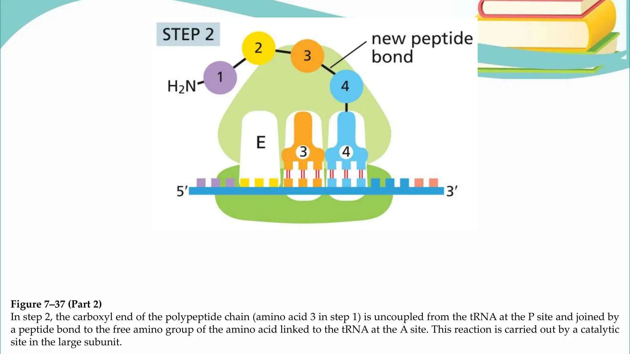 Translation.pptx Protein synthesis in detail | PPTX