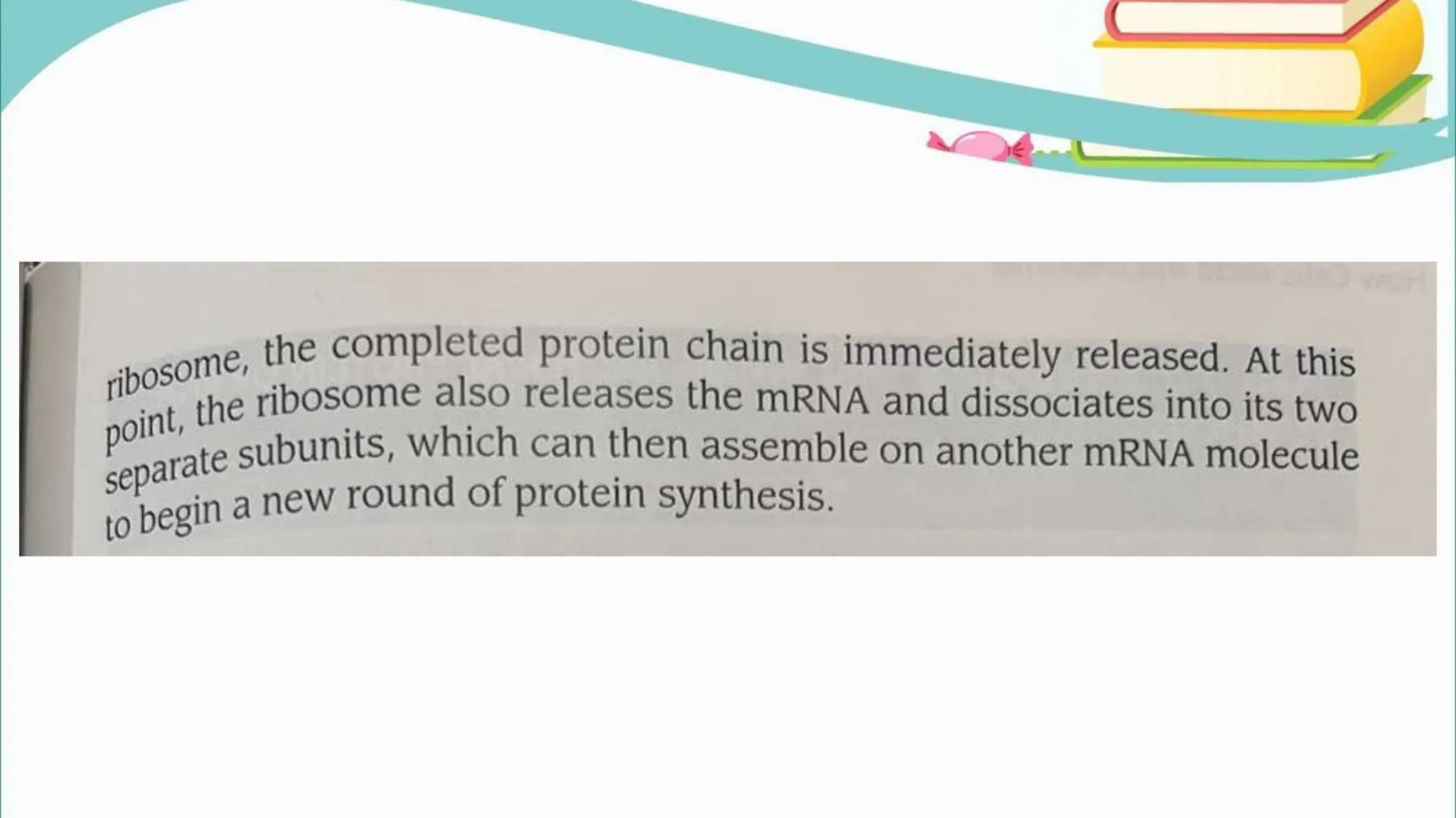 Translation.pptx Protein synthesis in detail | PPTX