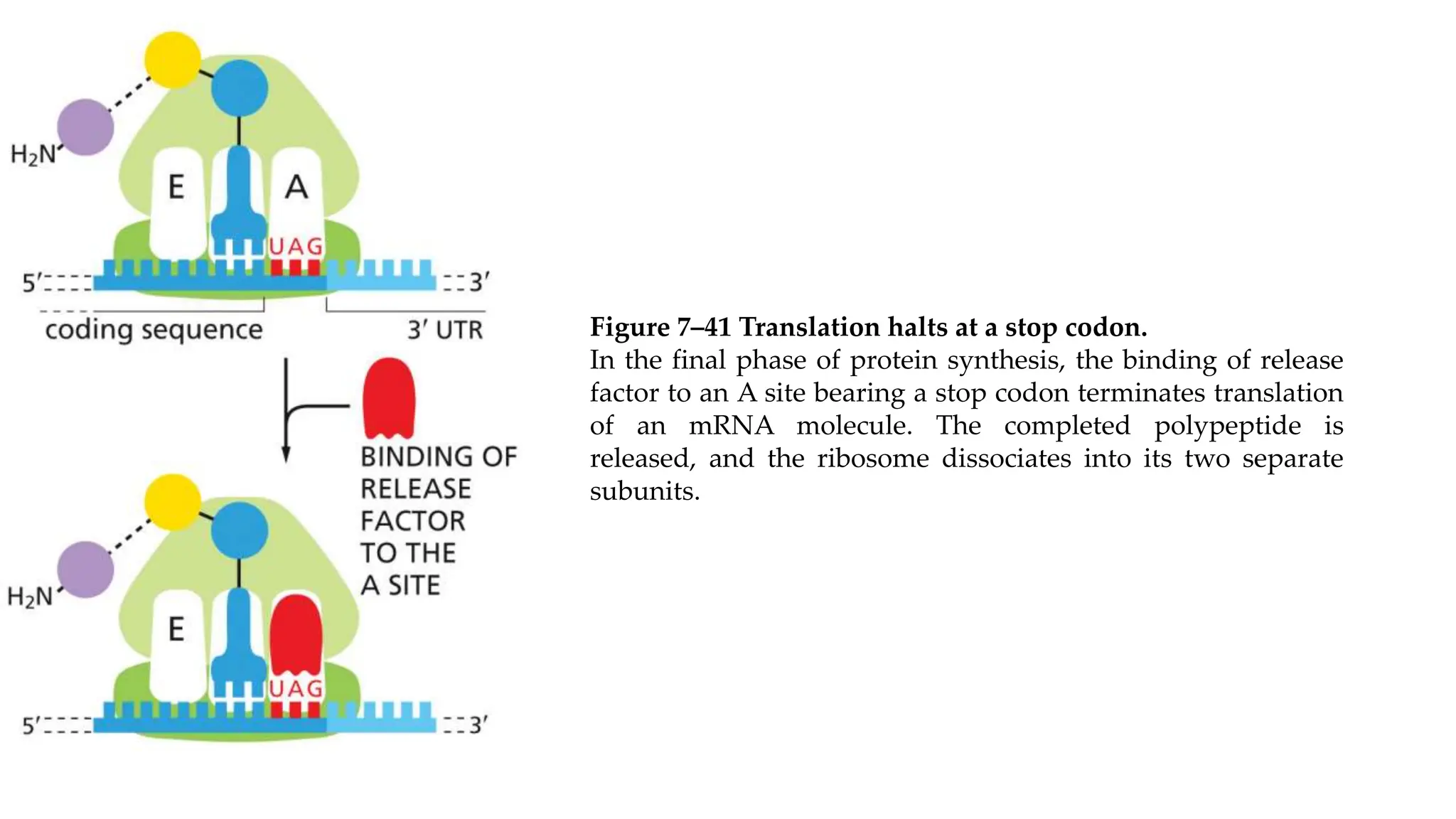Translation.pptx Protein synthesis in detail | PPTX