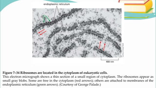Translation.pptx Protein synthesis in detail | PPTX