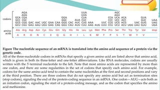 Translation.pptx Protein synthesis in detail | PPTX
