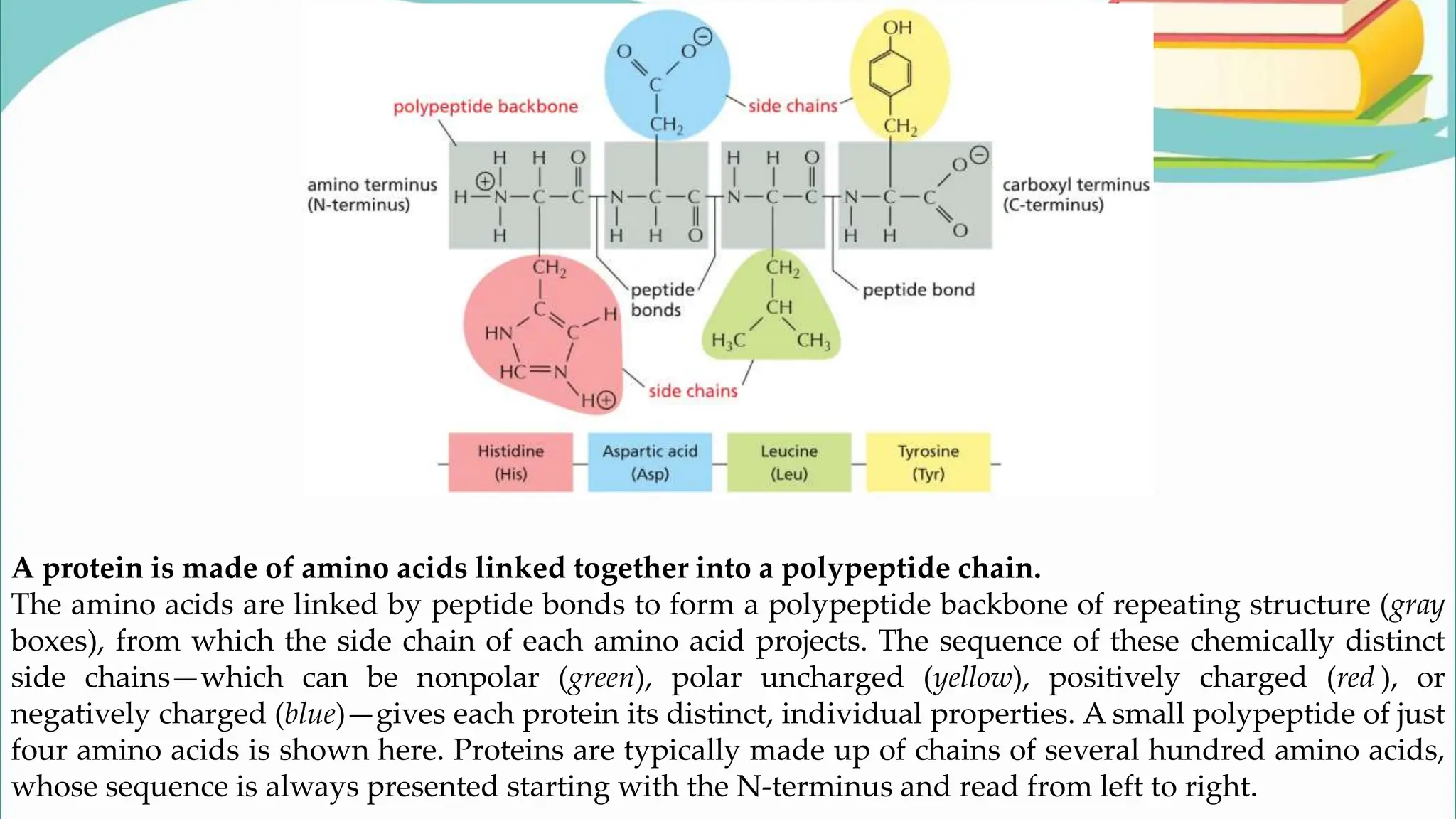 Protein degradation.pptx how do proteins degrade | PPTX