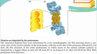 Protein degradation.pptx how do proteins degrade | PPTX