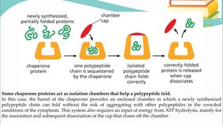 Protein degradation.pptx how do proteins degrade | PPTX