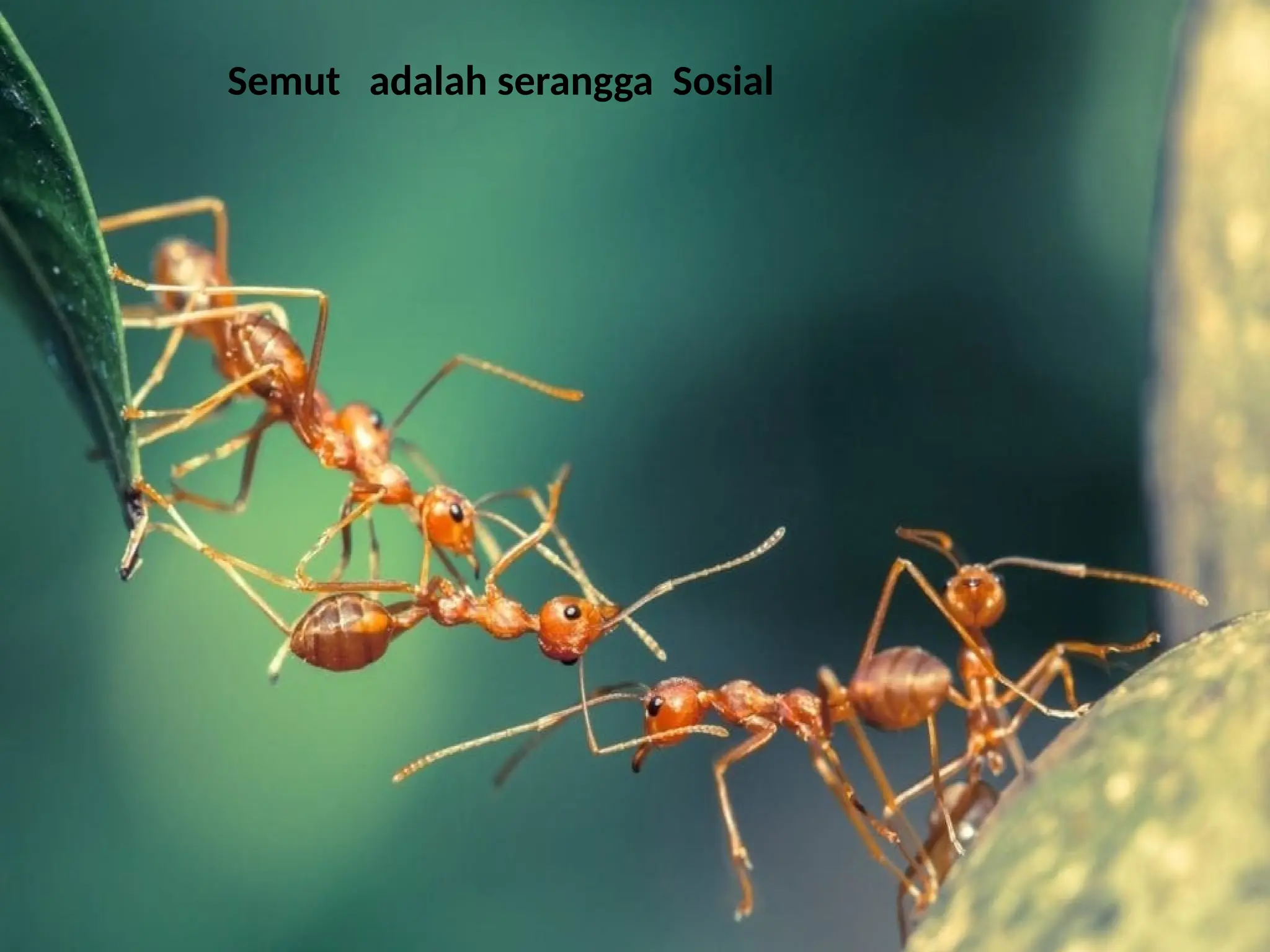 biokologi serangga (semut) tentang bagaima hidup dan prilakui | PPT