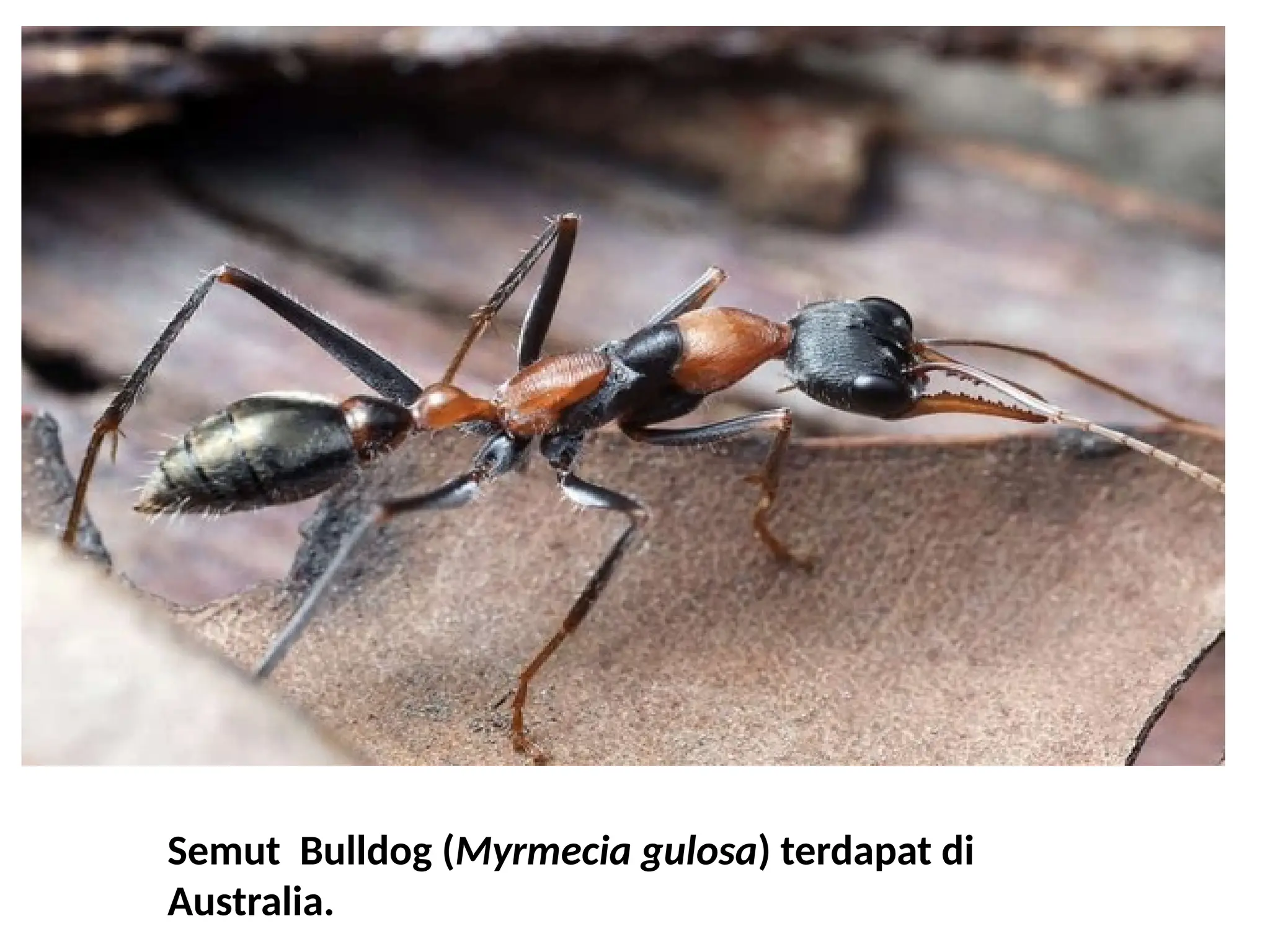 biokologi serangga (semut) tentang bagaima hidup dan prilakui | PPT