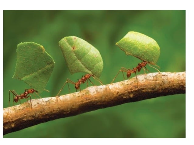 biokologi serangga (semut) tentang bagaima hidup dan prilakui | PPT