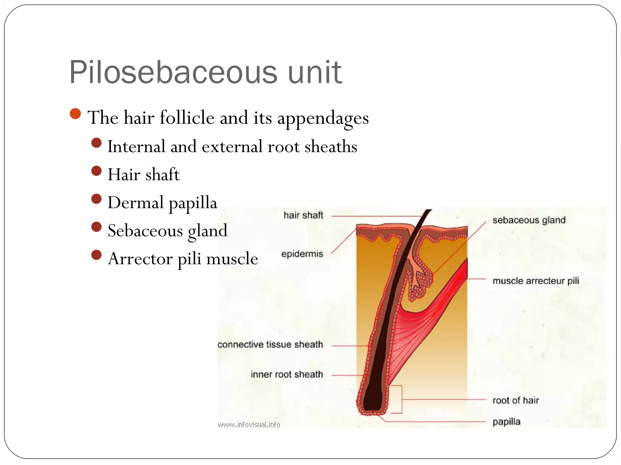 D anatomy and physiology of the hair and skin | PPT