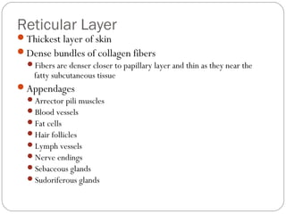 D anatomy and physiology of the hair and skin | PPT