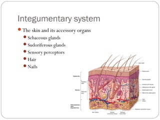 D anatomy and physiology of the hair and skin | PPT