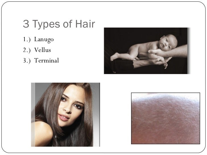 D Anatomy And Physiology Of The Hair And Skin