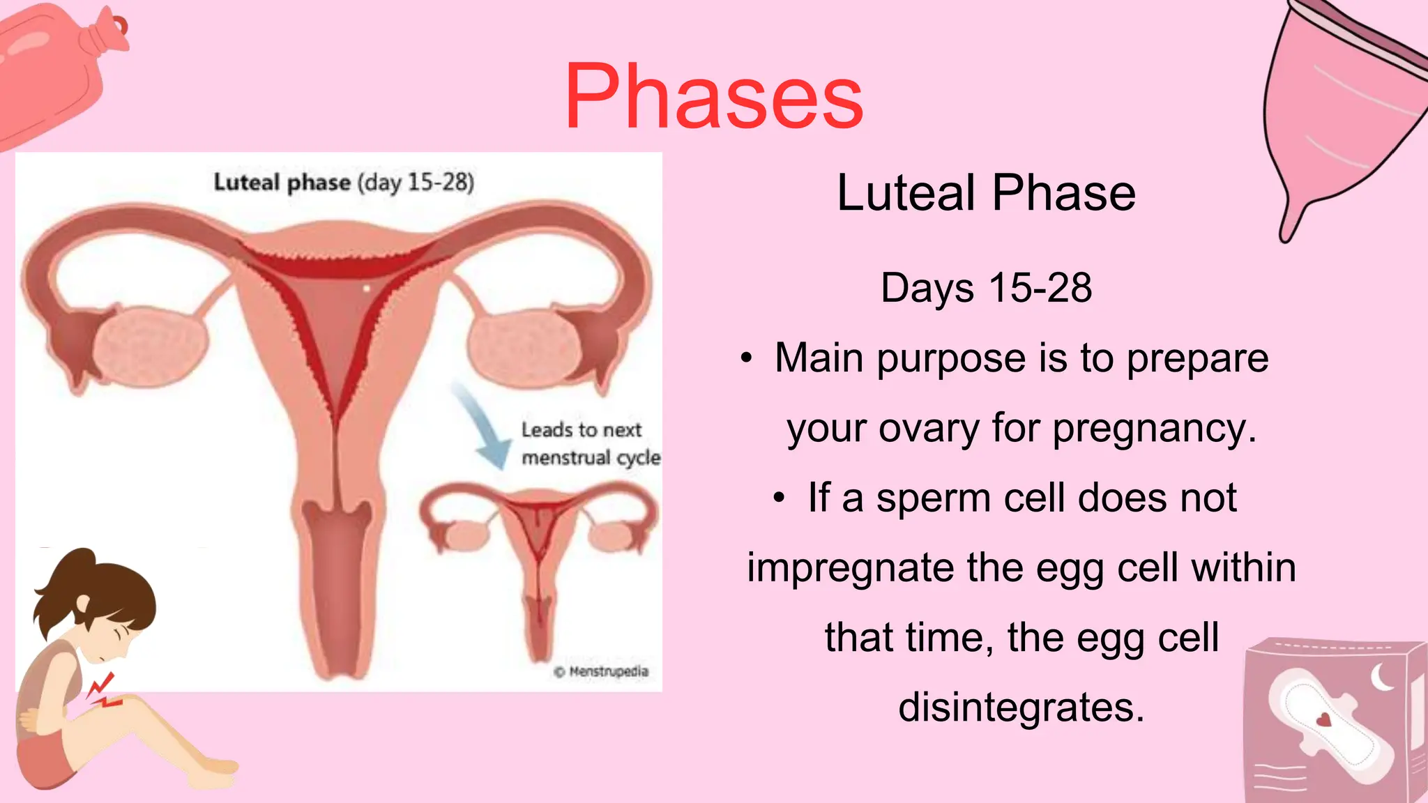 D- the menstrual cucle and its phases.pptx