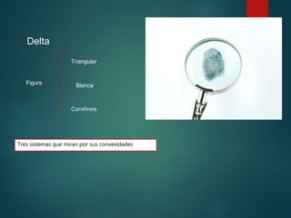 D-Presentacion1.pptx